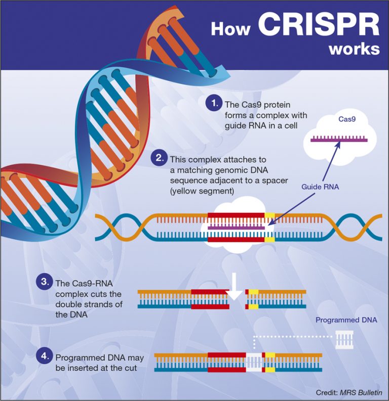 CRISPR – Engineering a better future through genetics | SCOR